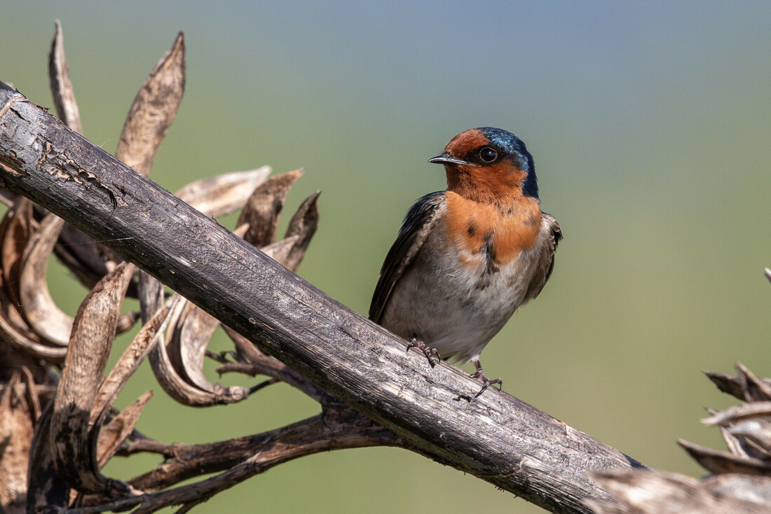 Discovering the charms of welcome swallows: insights by David ...