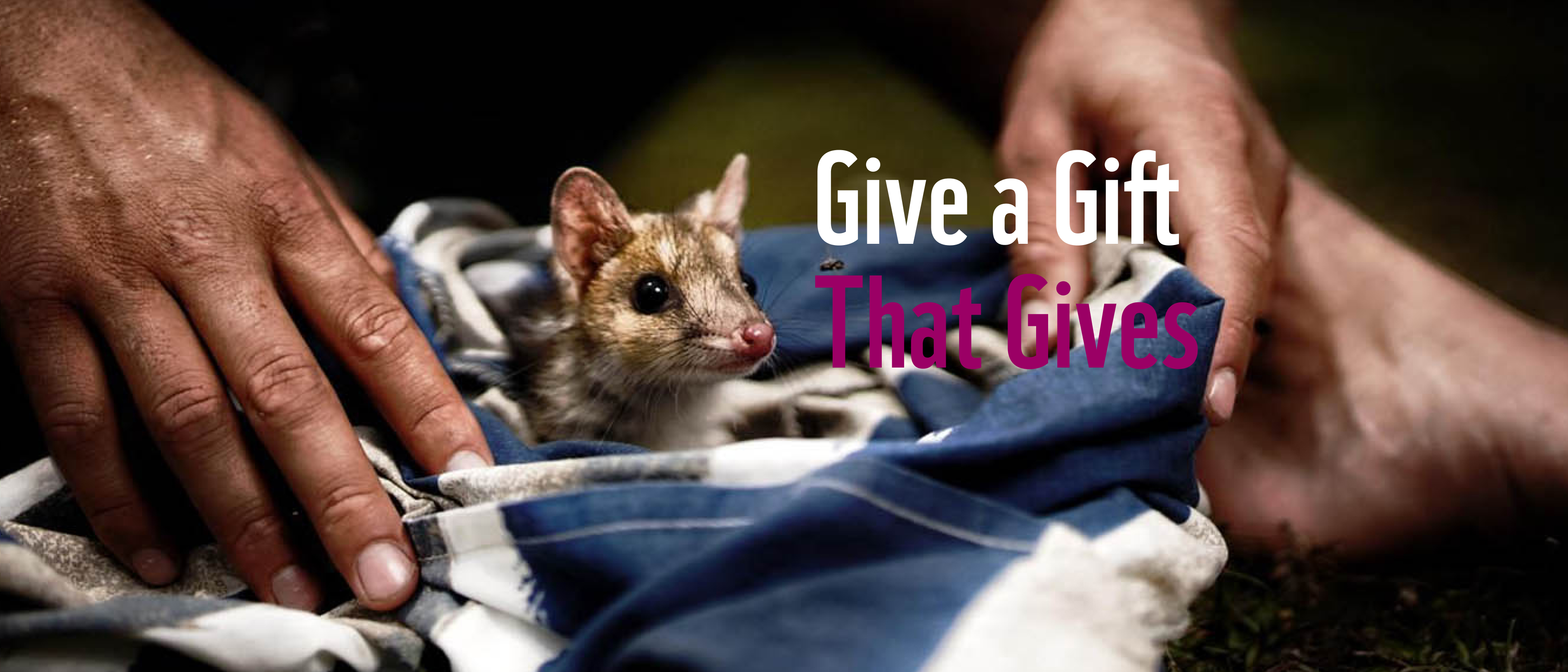 Adopt an Eastern Quoll - Tax Deductible Donation - WWF-Australia | Save ...