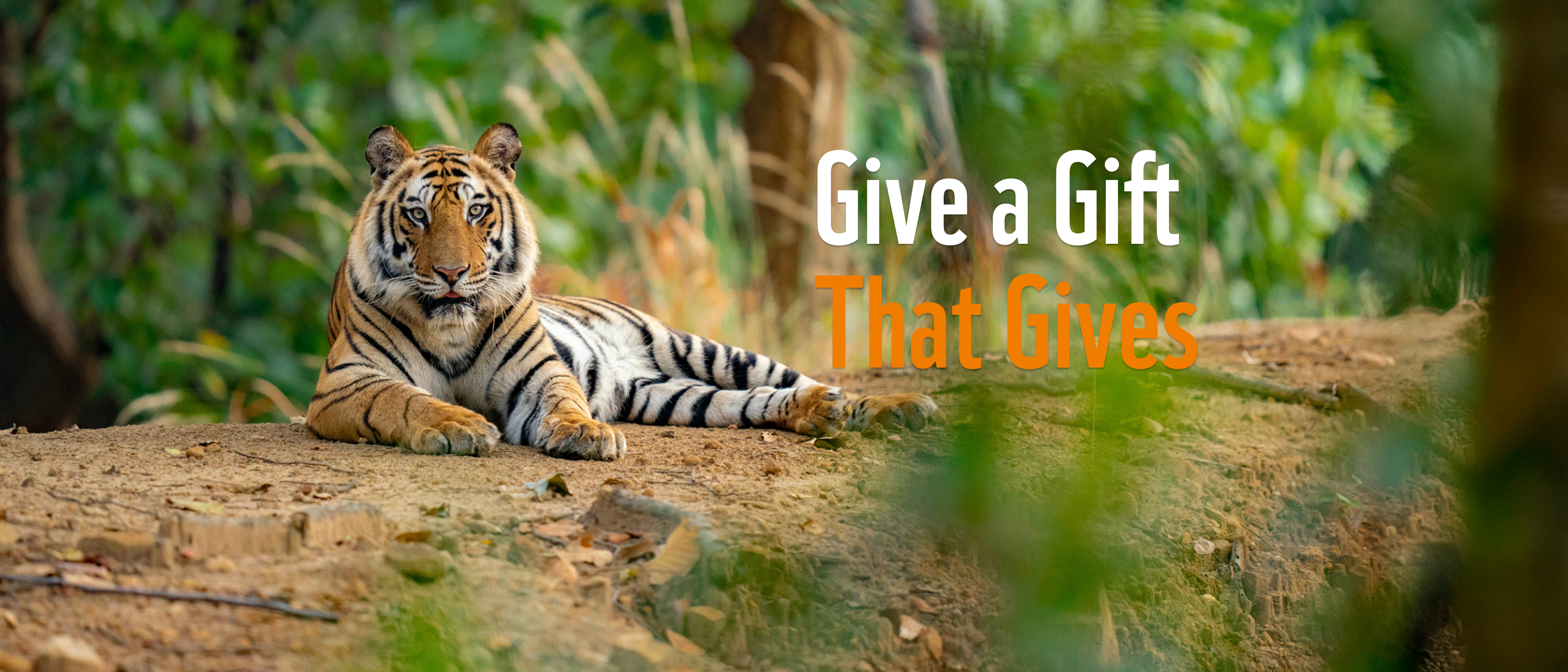 Tigers Endangered - Adopt a Tiger - Tax Deductible - WWF-Australia ...