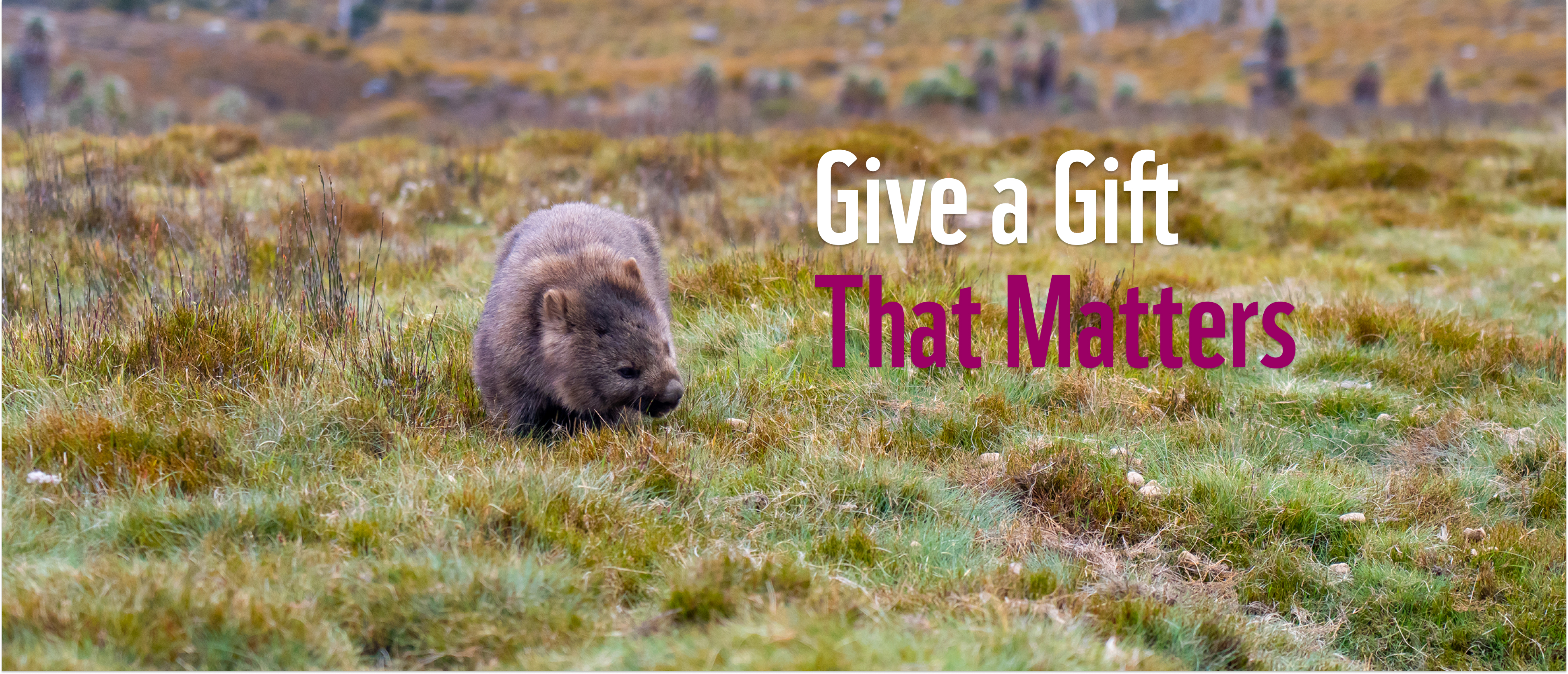 Adopt a Wombat - Tax Deductible Donation - WWF-Australia | Become A Wombat Defender | WWF Australia