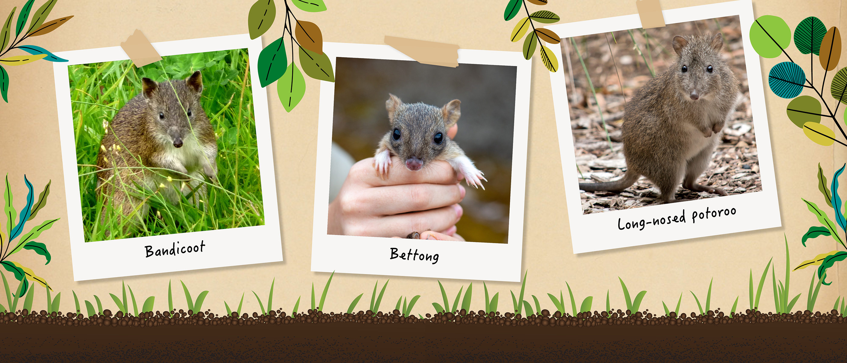 Donate today to help endangered species. | Donate to charity | WWF ...