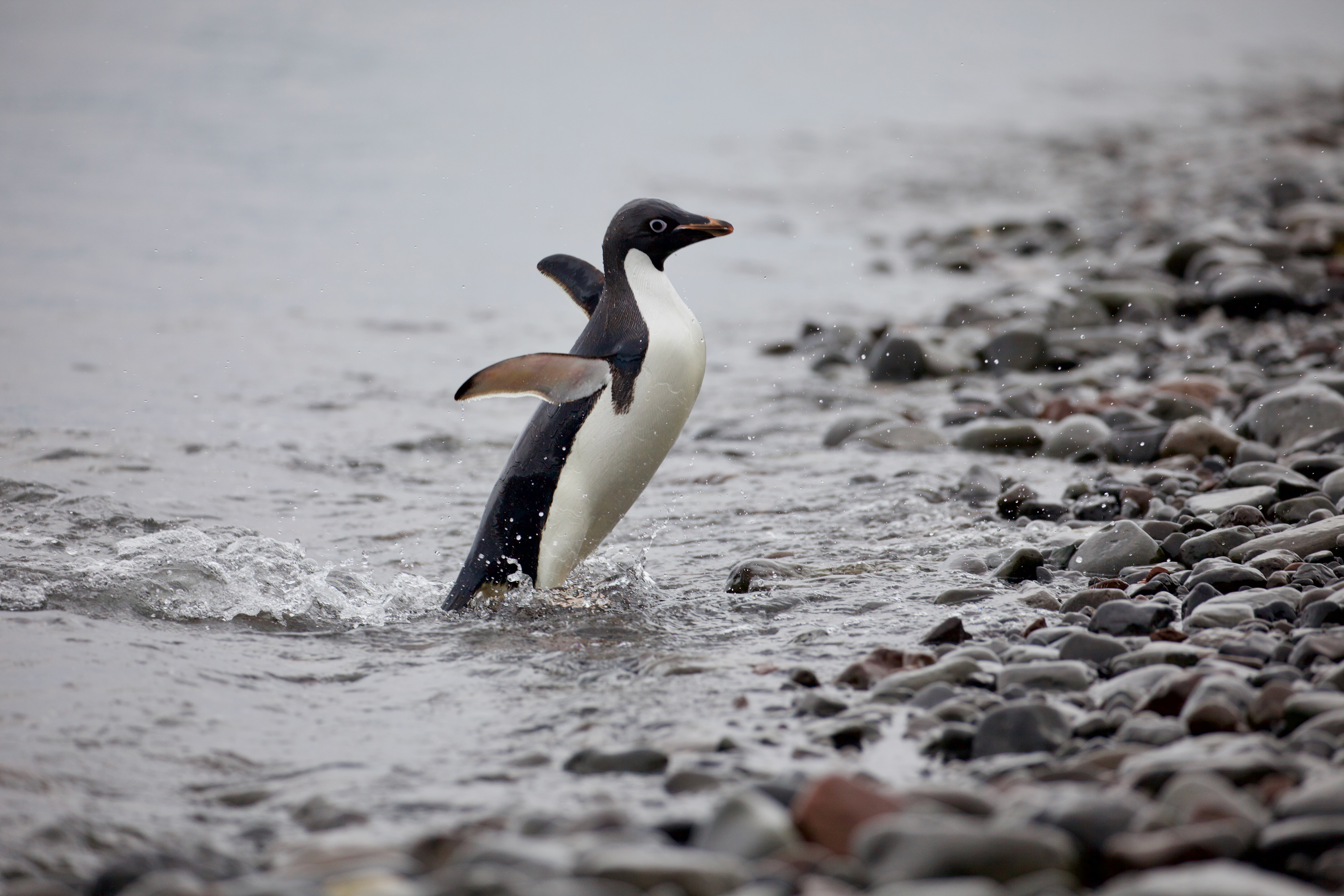 WWF-Australia - Penguin Adoption - Charity donations and appeals - WWF ...