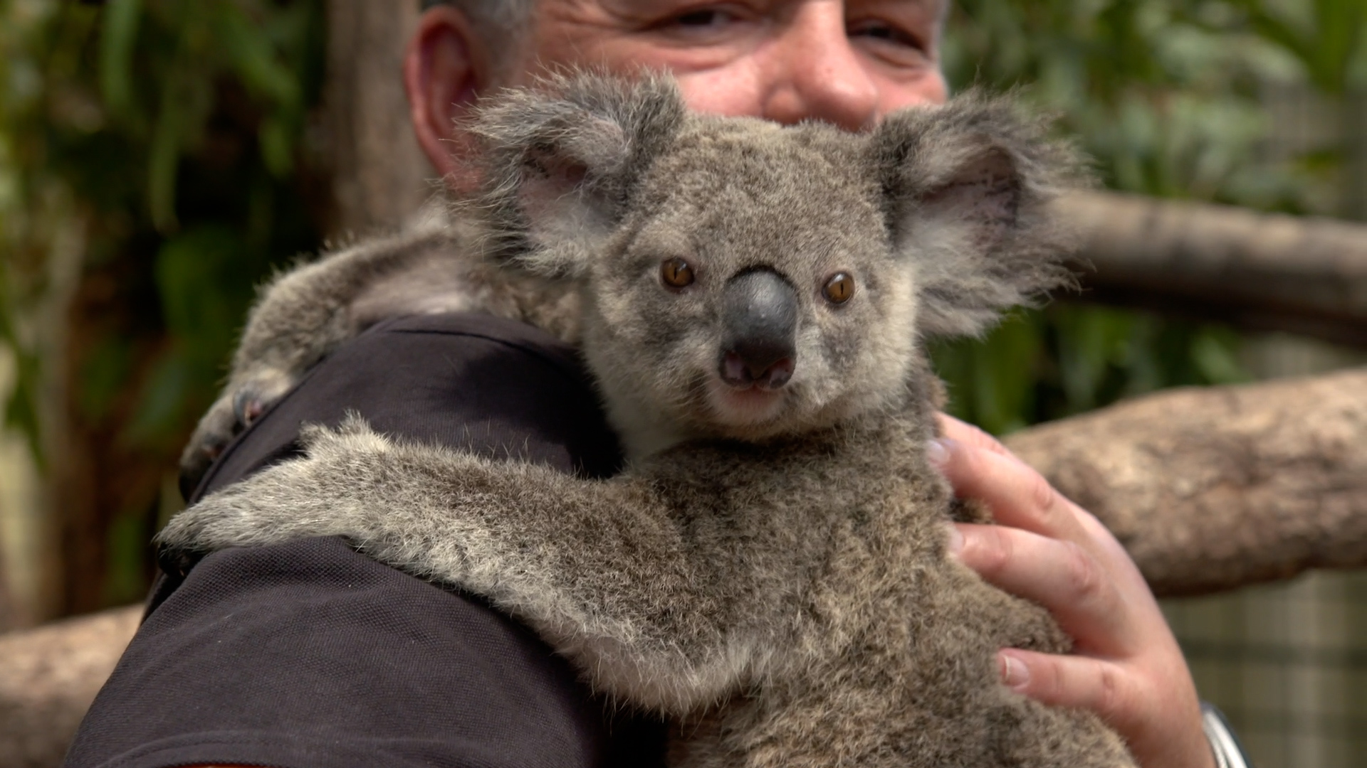 A cuddly cultural icon: the koala's enduring significance | WWF-Australia | A cuddly cultural ...