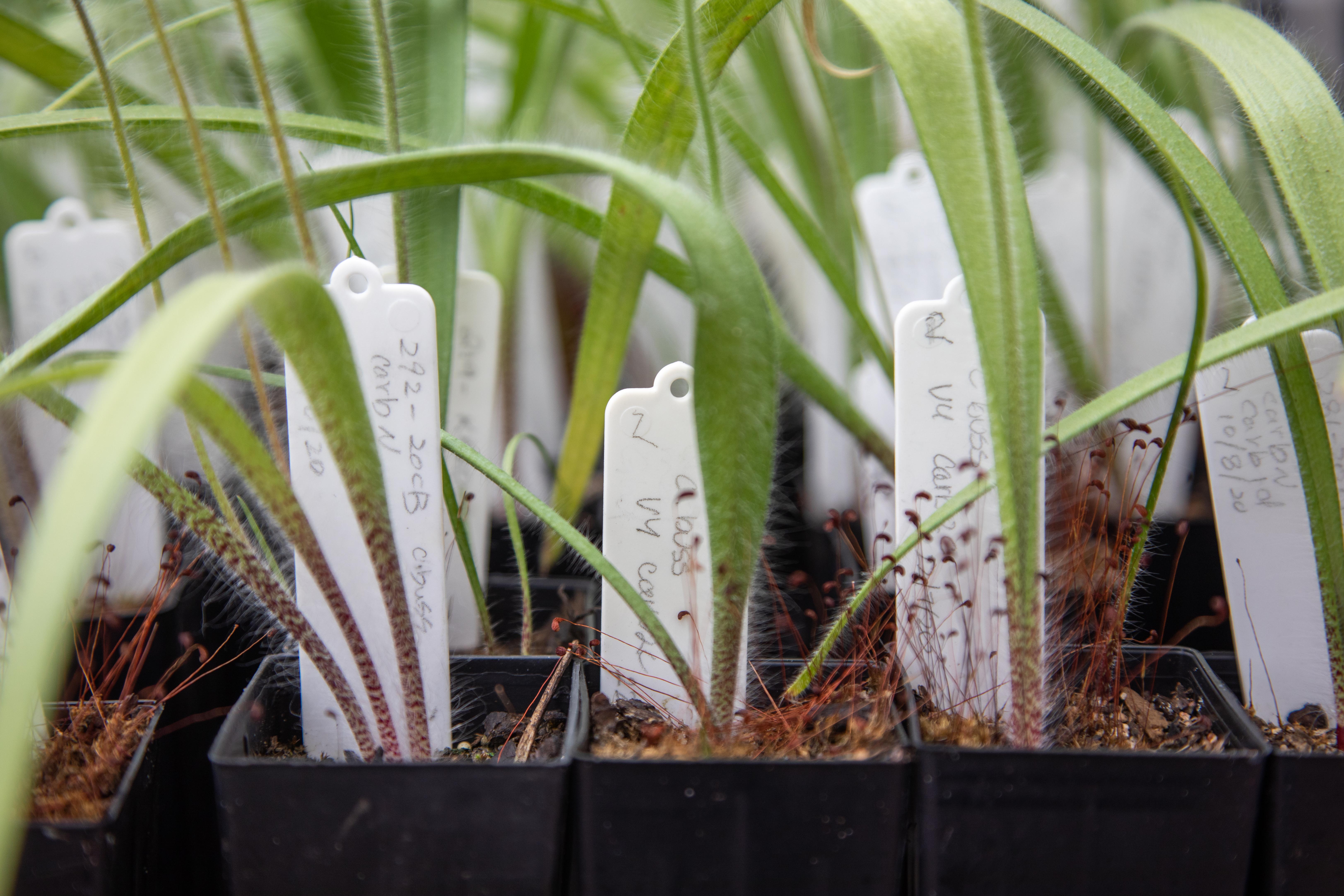 Protecting Australia's wildflowers through seedbanking | Protecting ... Protecting Australia's wildflowers through seedbanking | Protecting ...