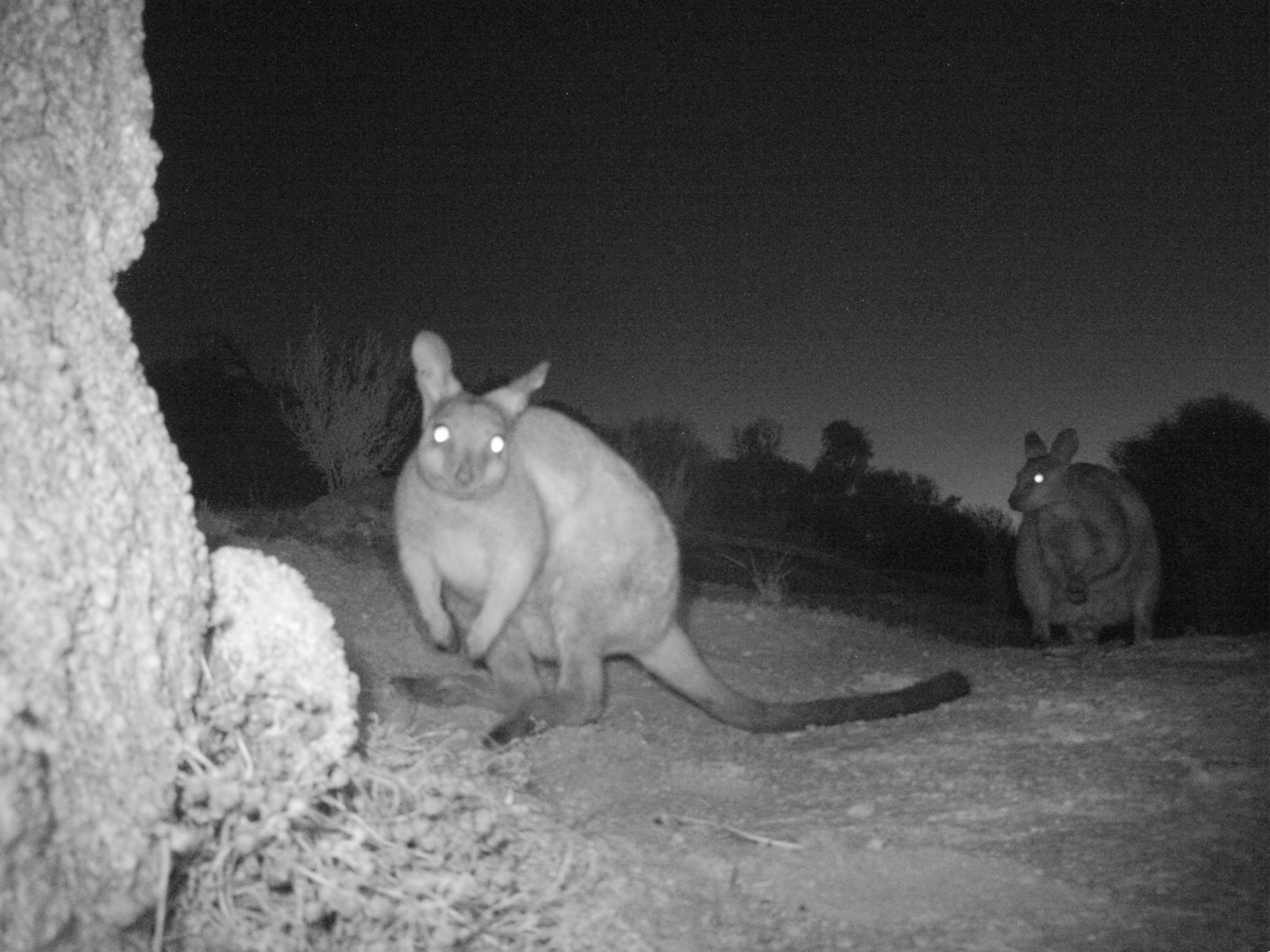 Students join the fight to save threatened rock-wallabies - WWF ...