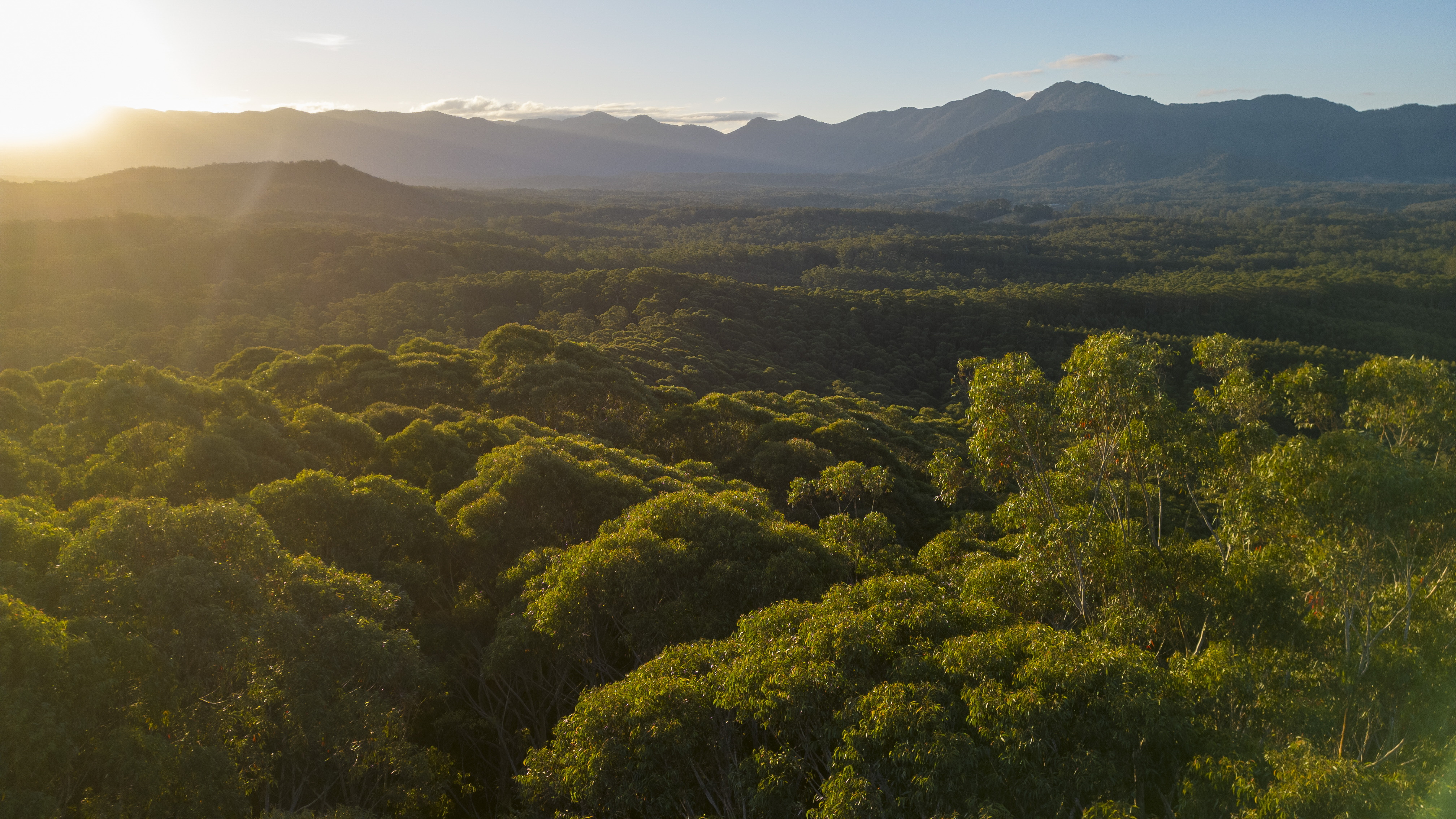NSW Forestry plan must end native forest logging and invest in a ...