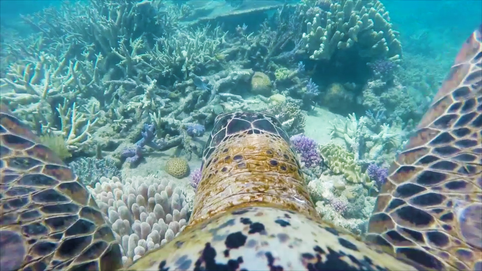 Net-Free Reef - WWF-Australia | Net-Free Reef | WWF Australia