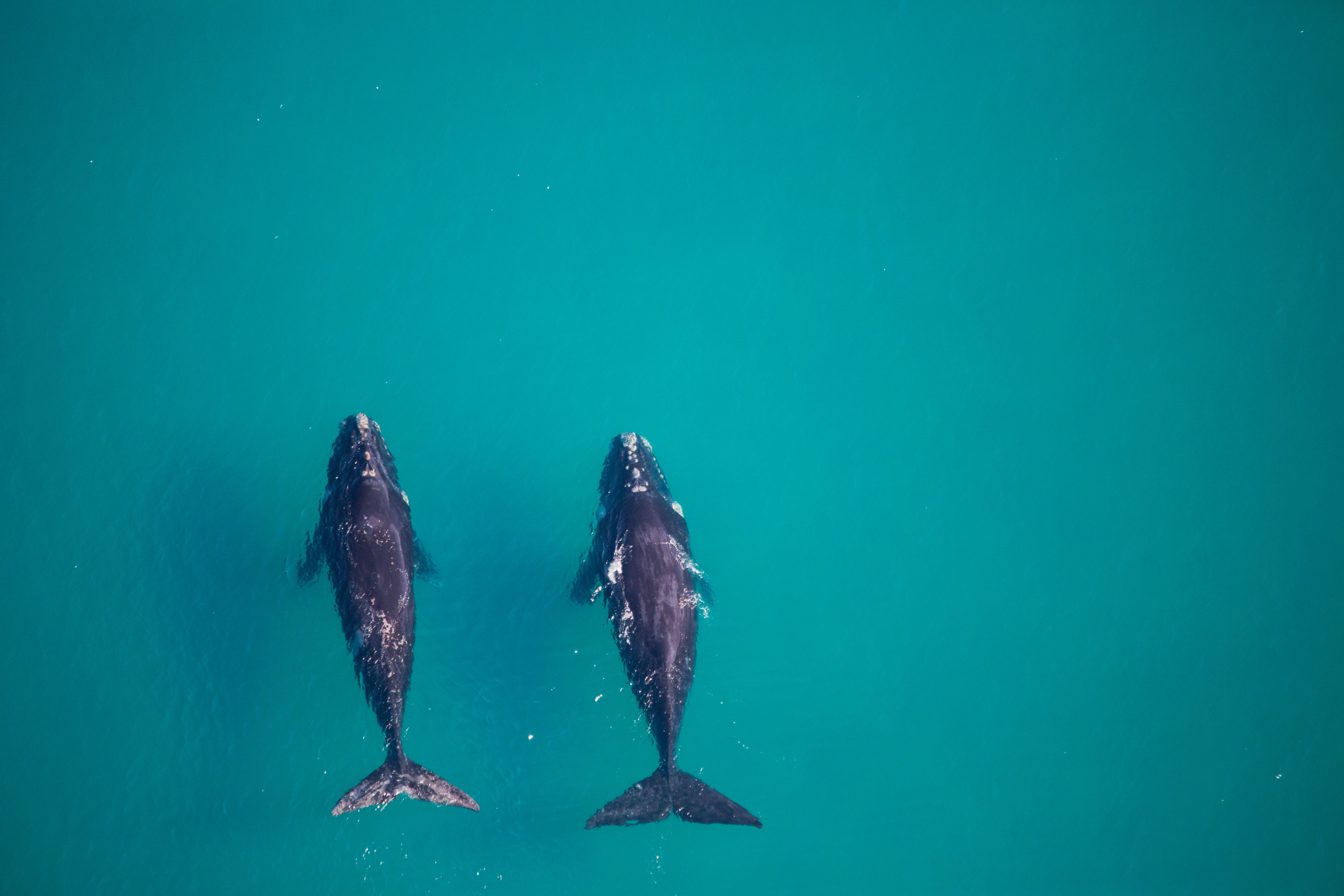 From the tropics to the Antarctic – Australian whale superhighways ...