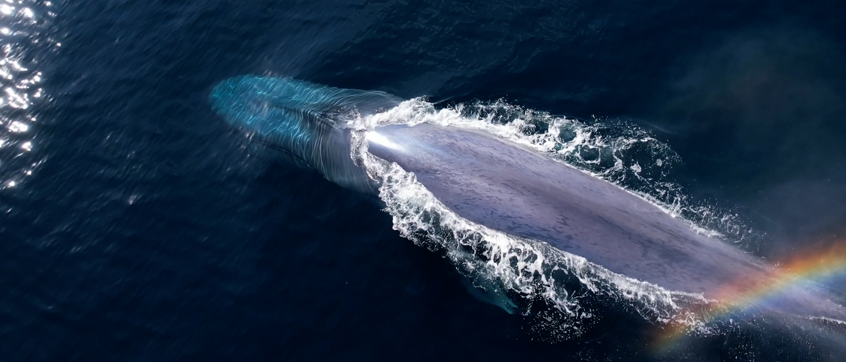 Blue Whale Photos