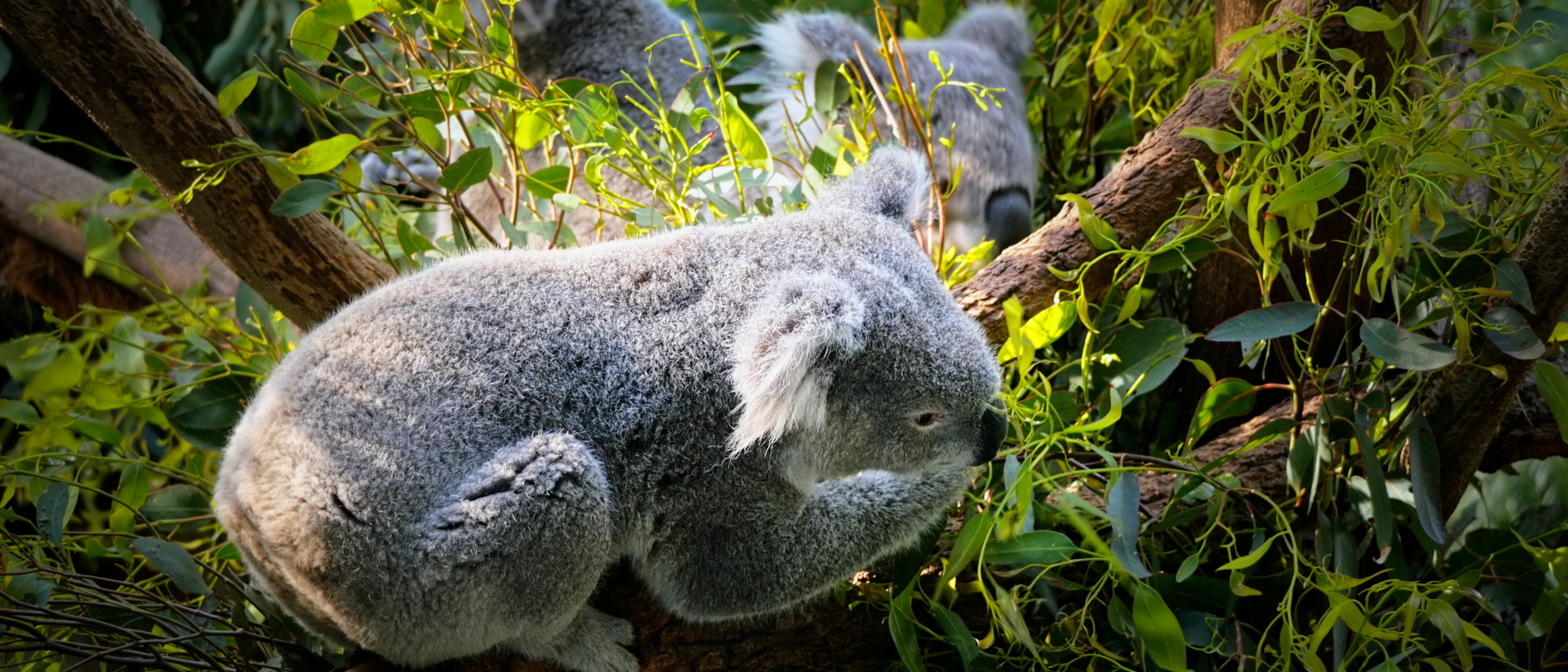 Regenerative Country - WWF-Australia | Regenerative Country | WWF Australia