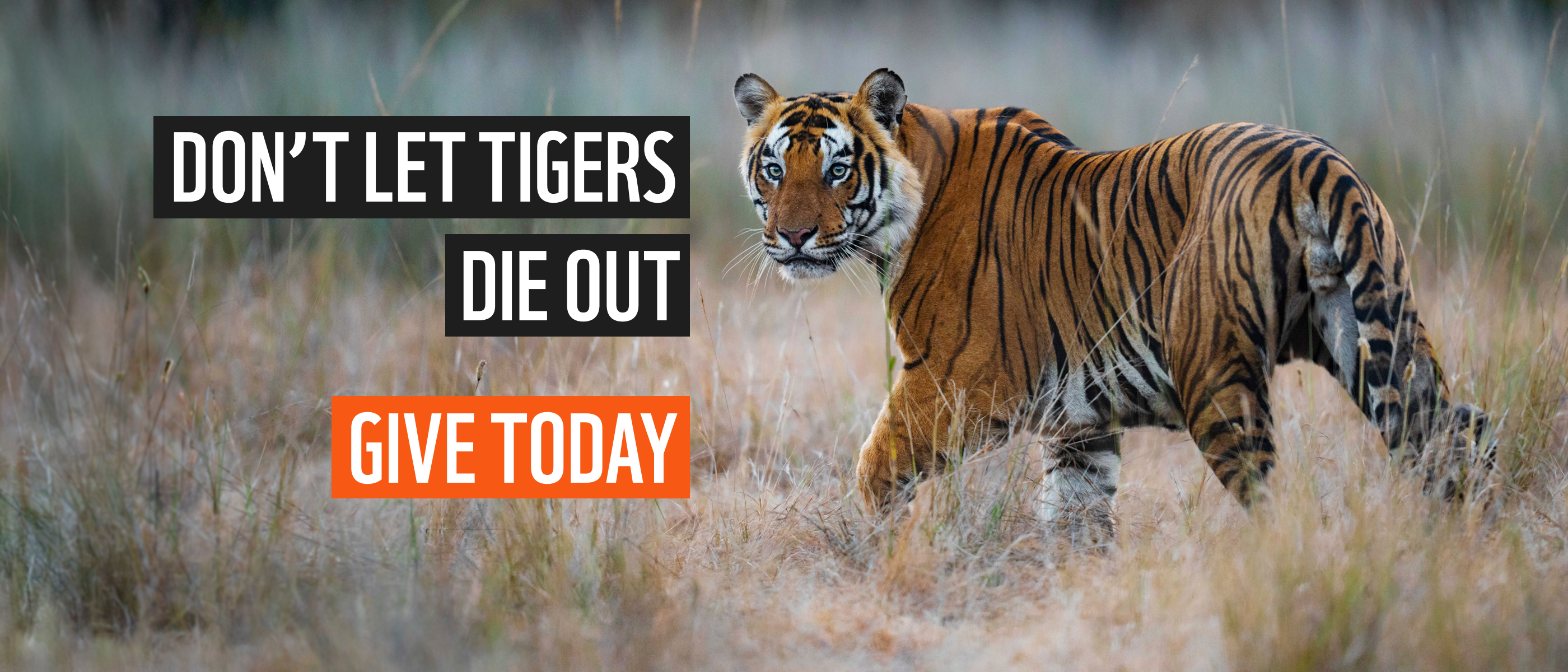 Save Tigers From Extinction | Tax-Deductible Charity Donation | Save ...