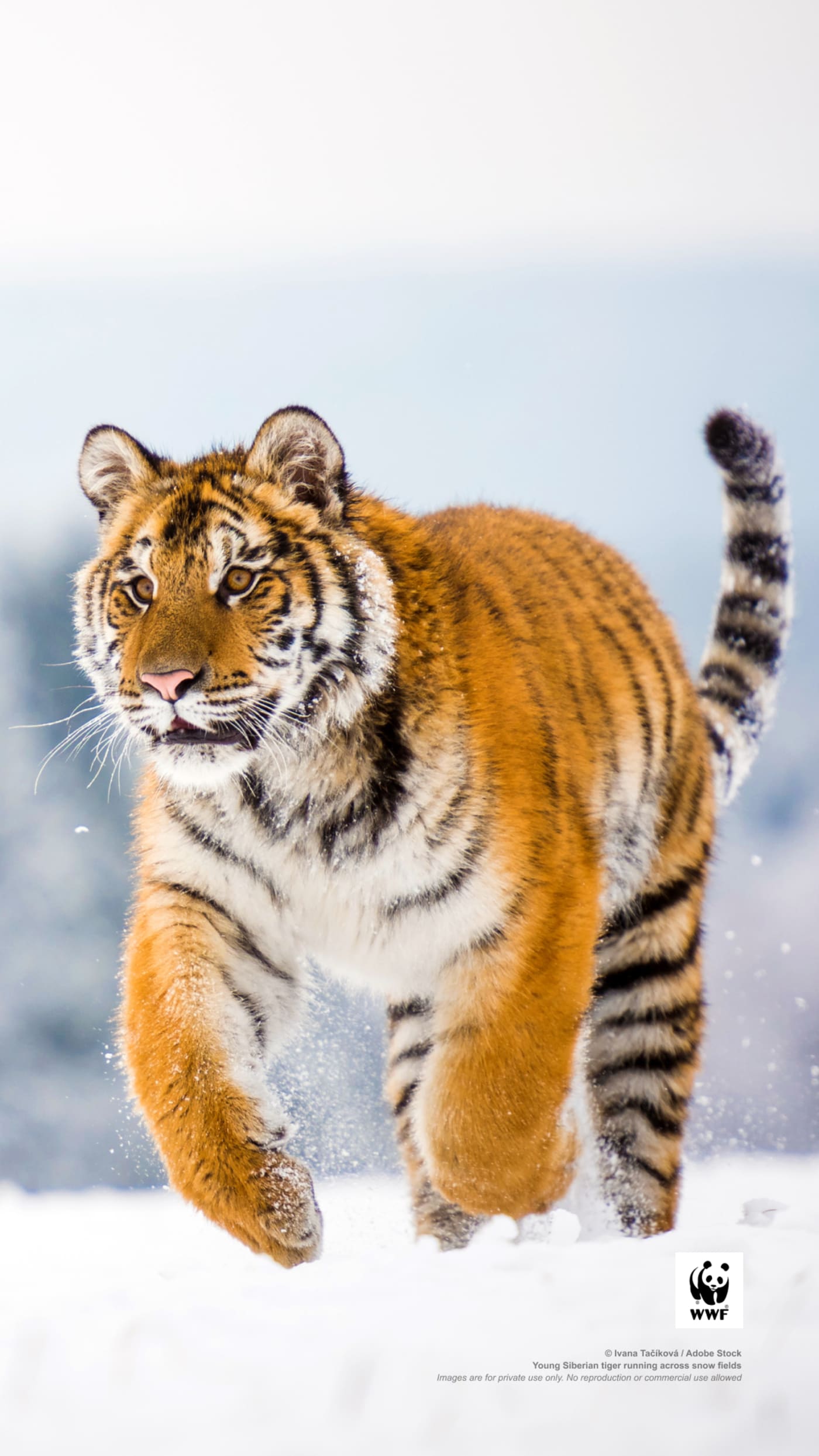 Tiger - WWF-Australia | Tiger | WWF Australia