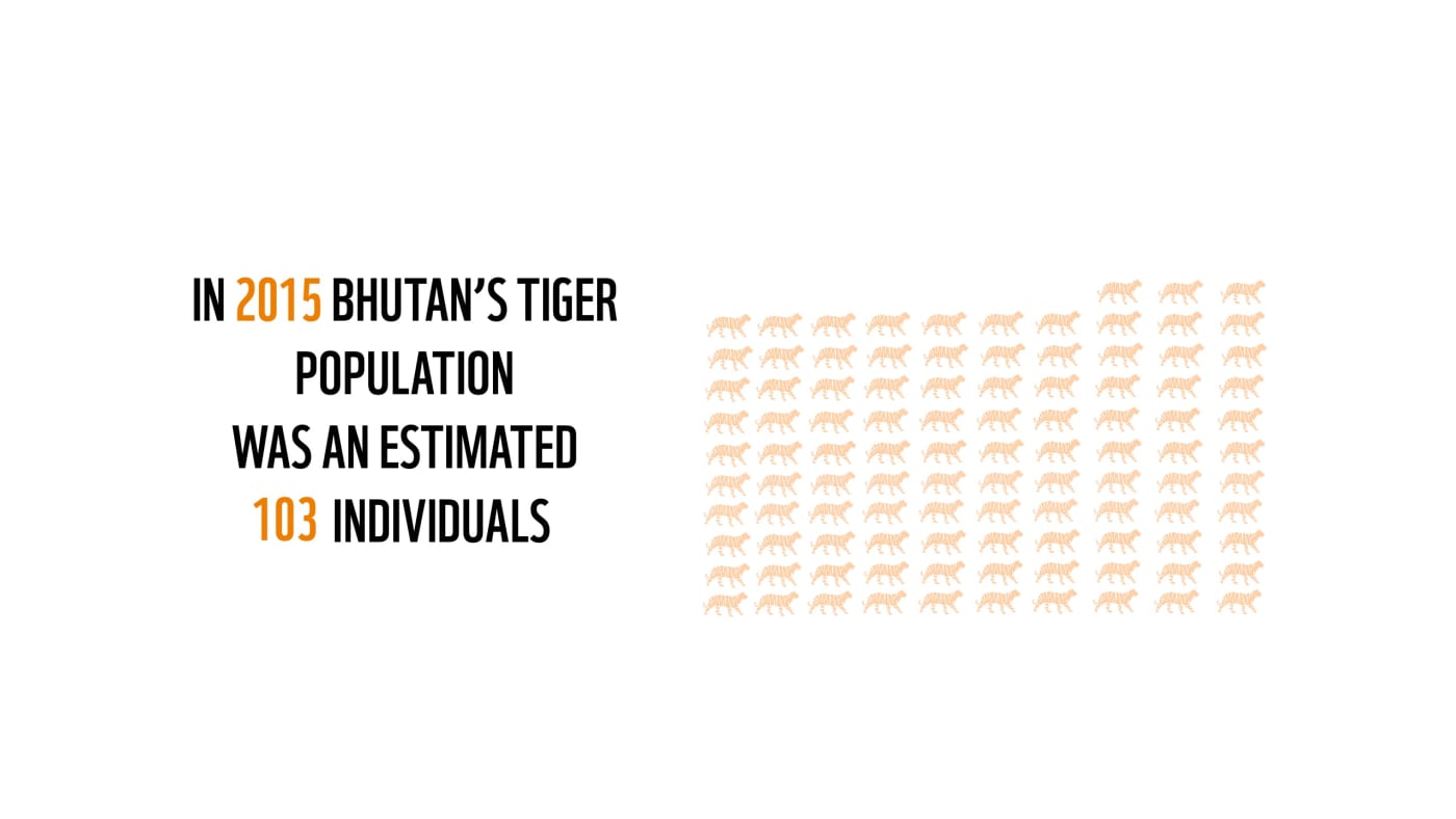 Bhutan’s success in increasing its tiger population and the challenges ...