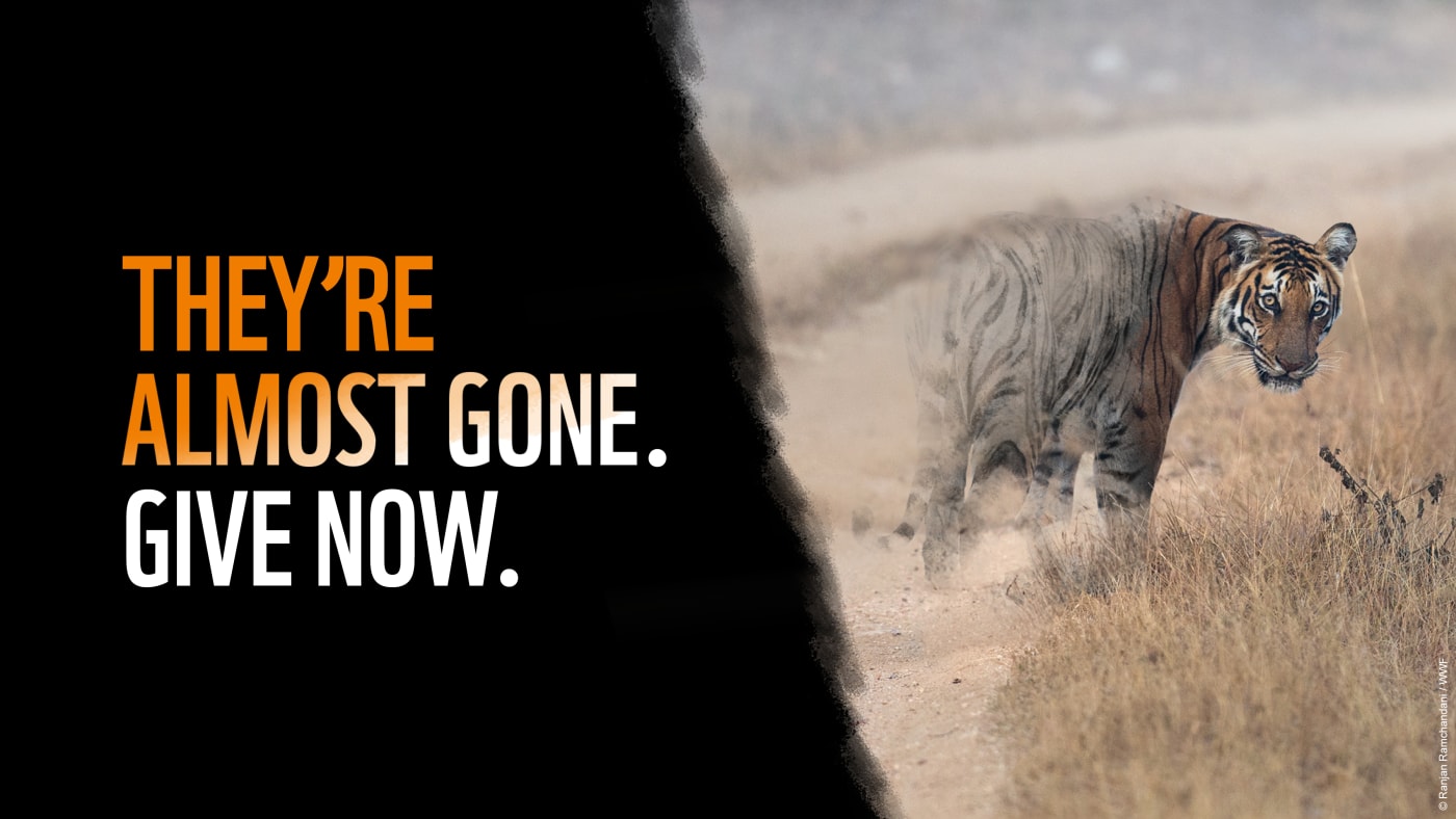 What does the world gain when we protect tigers? | WWF-Australia | What ...