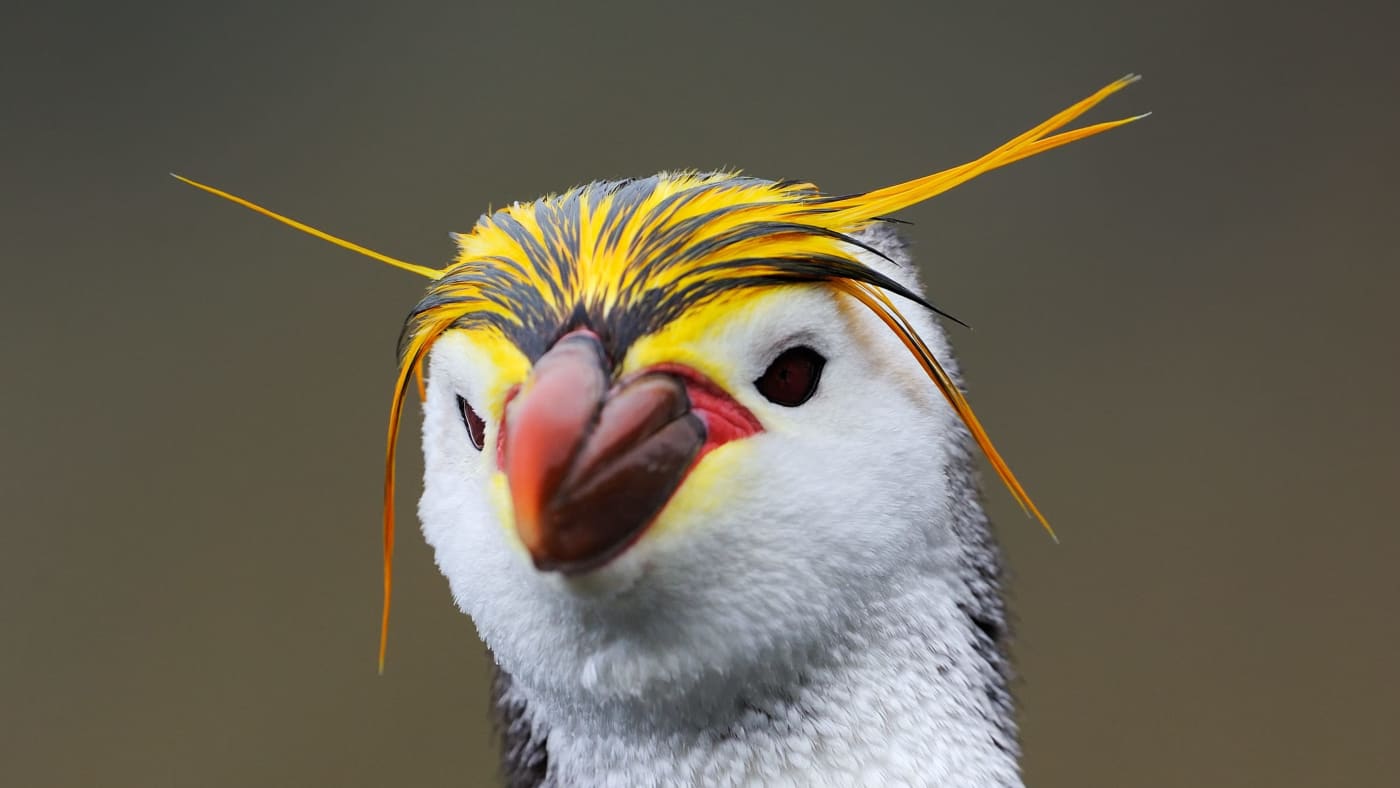 Coming together to protect the royal penguin - WWF-Australia | Coming ...