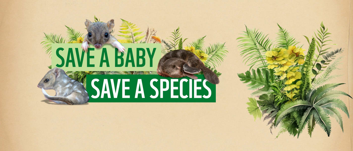 WWF Australia | Protecting Wildlife and their Habitat | | WWF Australia