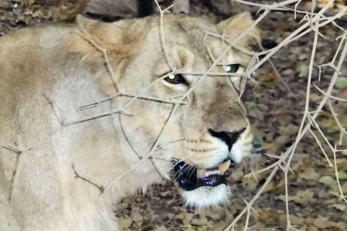 The last Asian lions | WWF-Australia | The last Asian lions | WWF Australia