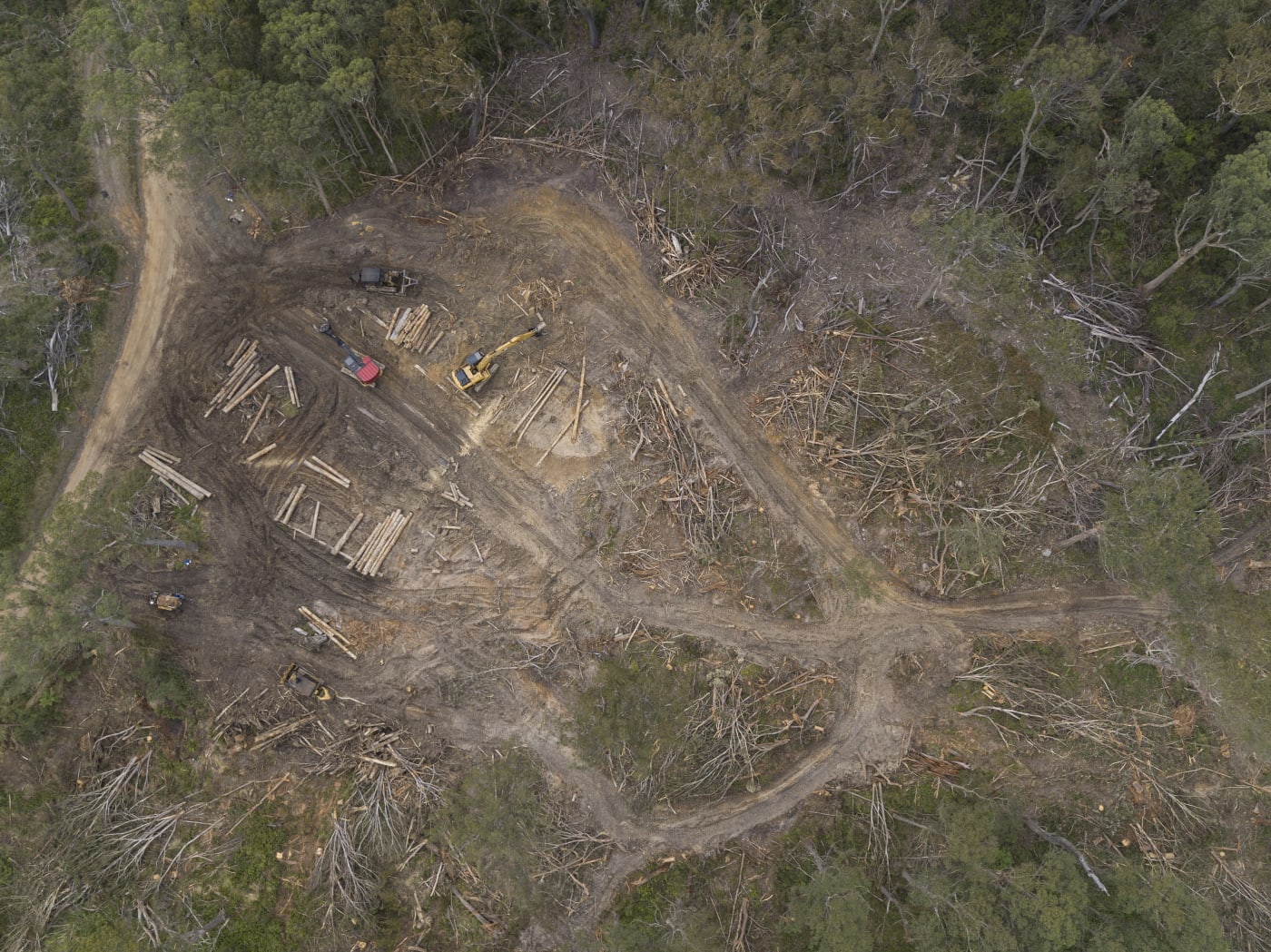 How We Are Saving Greater Gliders from Extinction - WWF-Australia | How ...