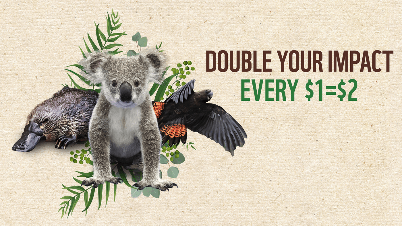 WWF Australia | Protecting Wildlife and their Habitat | | WWF Australia