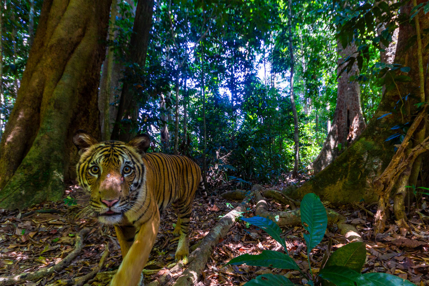 What's at stake: a glimpse into Malaysia's rare biodiversity | What's ...