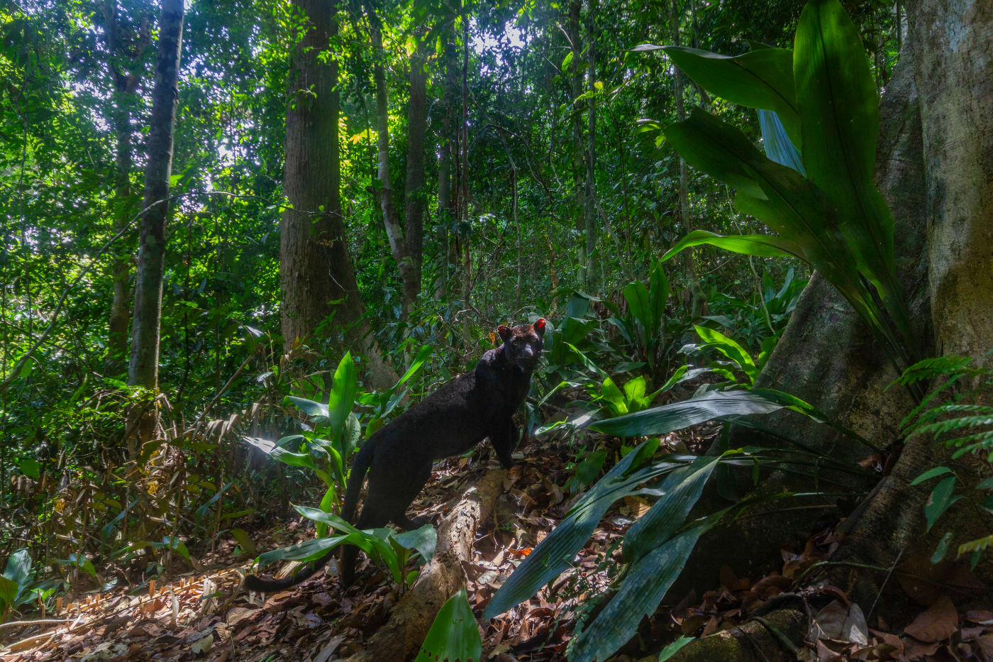What's at stake: a glimpse into Malaysia's rare biodiversity | What's ...