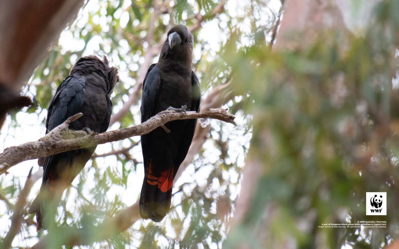 Free nature wallpapers | WWF Australia