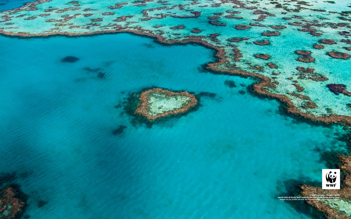 Free nature wallpapers | WWF Australia