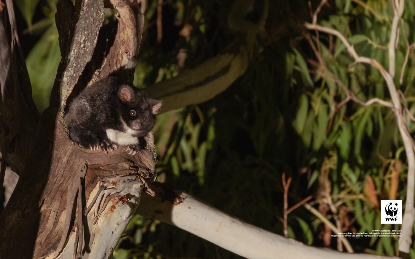 Free nature wallpapers | WWF Australia