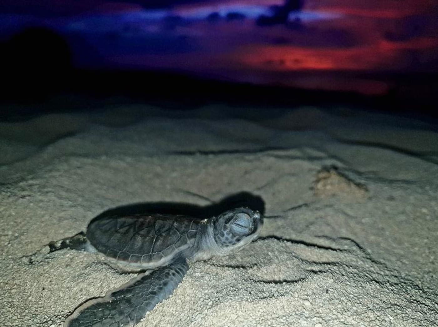 Keeping turtles cool - WWF Australia | Keeping turtles cool | WWF Australia