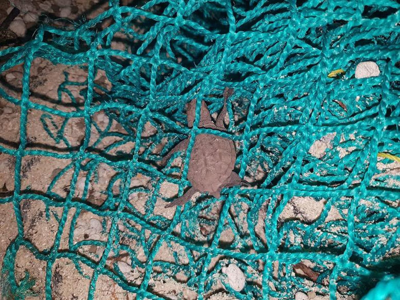 Keeping turtles cool - WWF Australia | Keeping turtles cool | WWF Australia