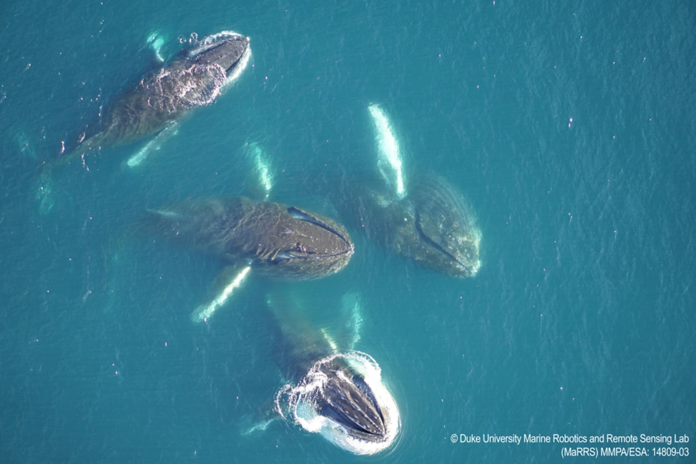 Krill - WWF-Australia | Krill | WWF Australia