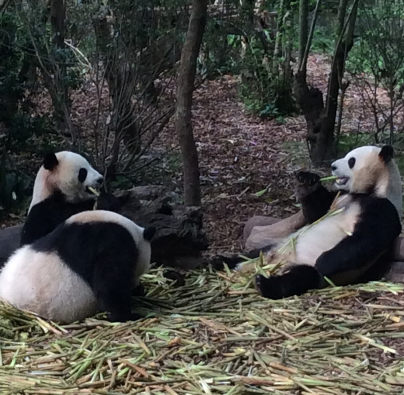 China and the Chengdu Research Base of Giant Panda Breeding | WWF Australia