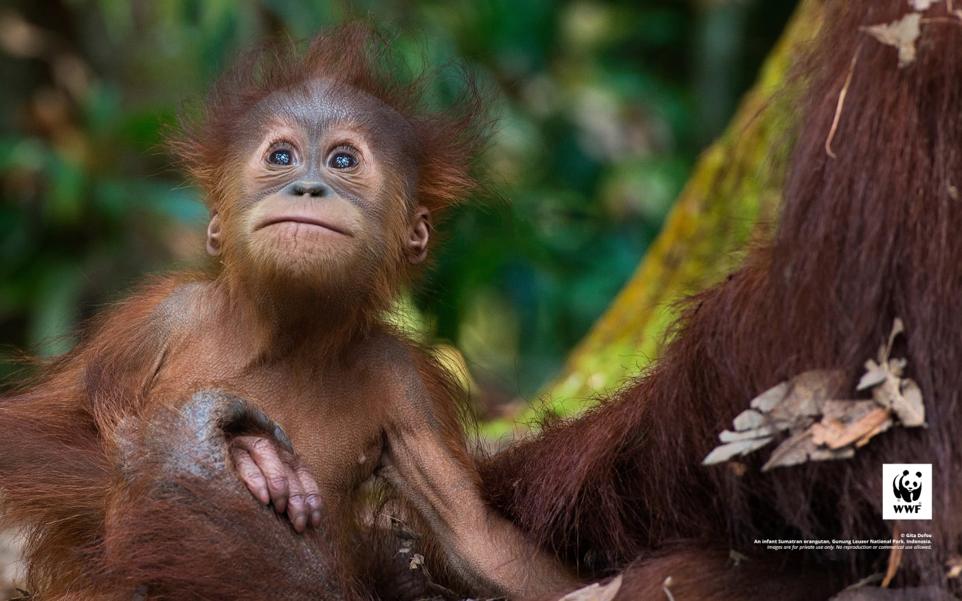 Free nature wallpapers | WWF Australia