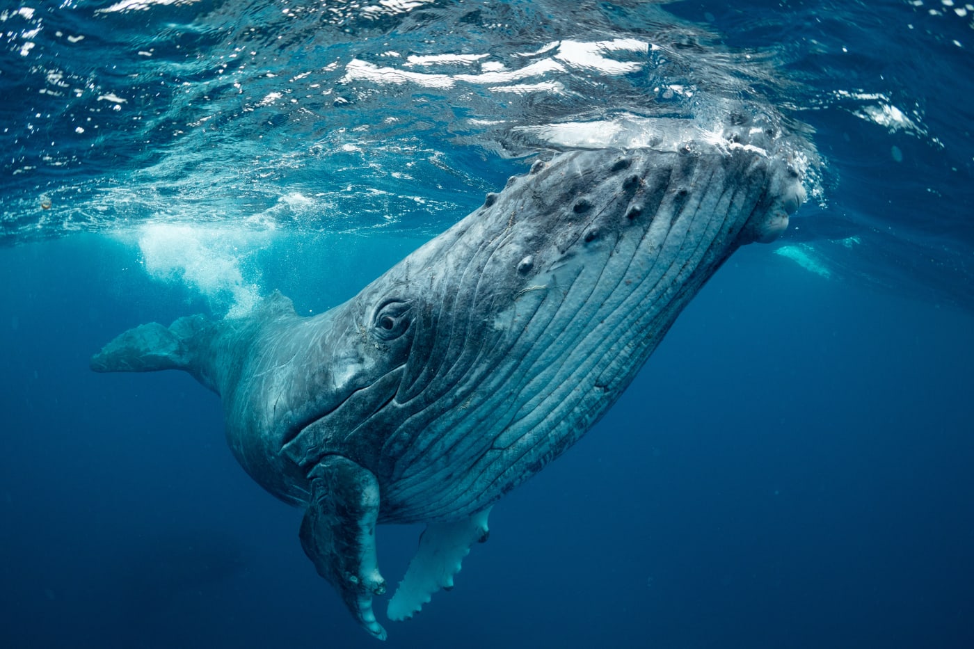 Donate to Save whales from suffering, death, and extinction | Keep ...
