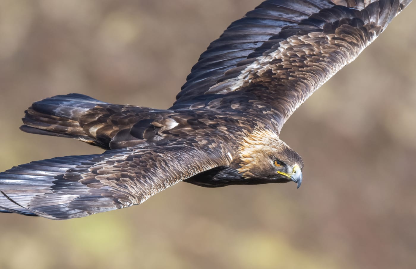 Encountering an Eagle: David Waterhouse’s Journey with Nature and WWF ...