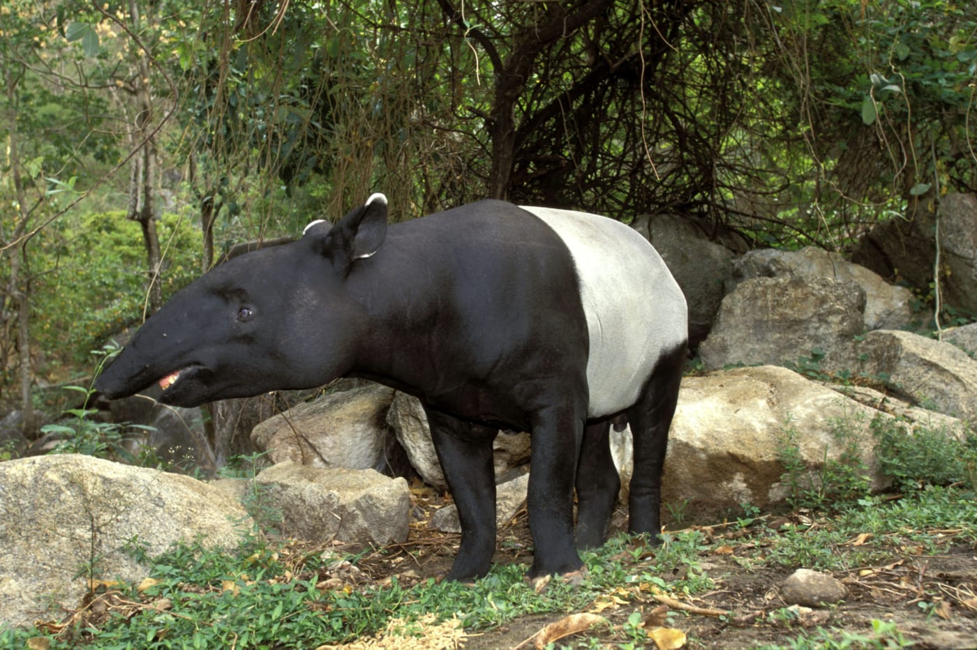 7 facts about tapirs - WWF-Australia | 7 facts about tapirs | WWF Australia