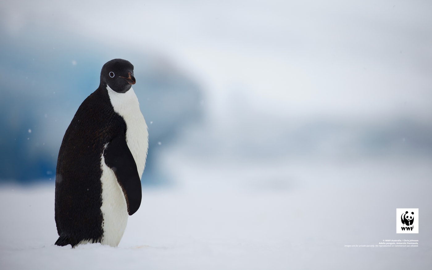 Free nature wallpapers | WWF Australia