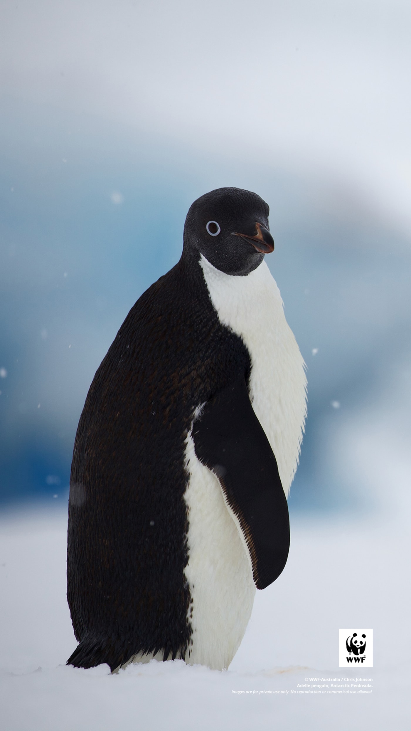 Free nature wallpapers | WWF Australia