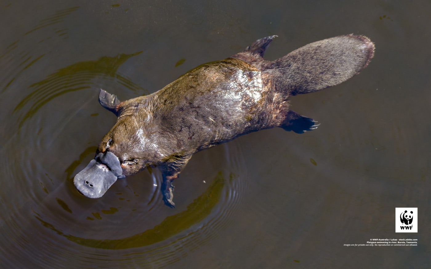 Free nature wallpapers | WWF Australia