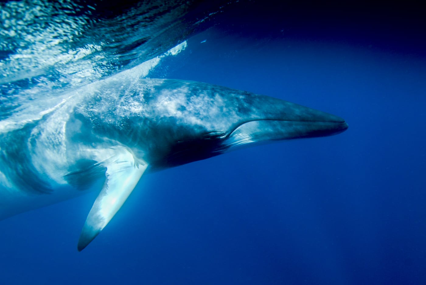 Protecting Antarctic Giants | WWF Australia
