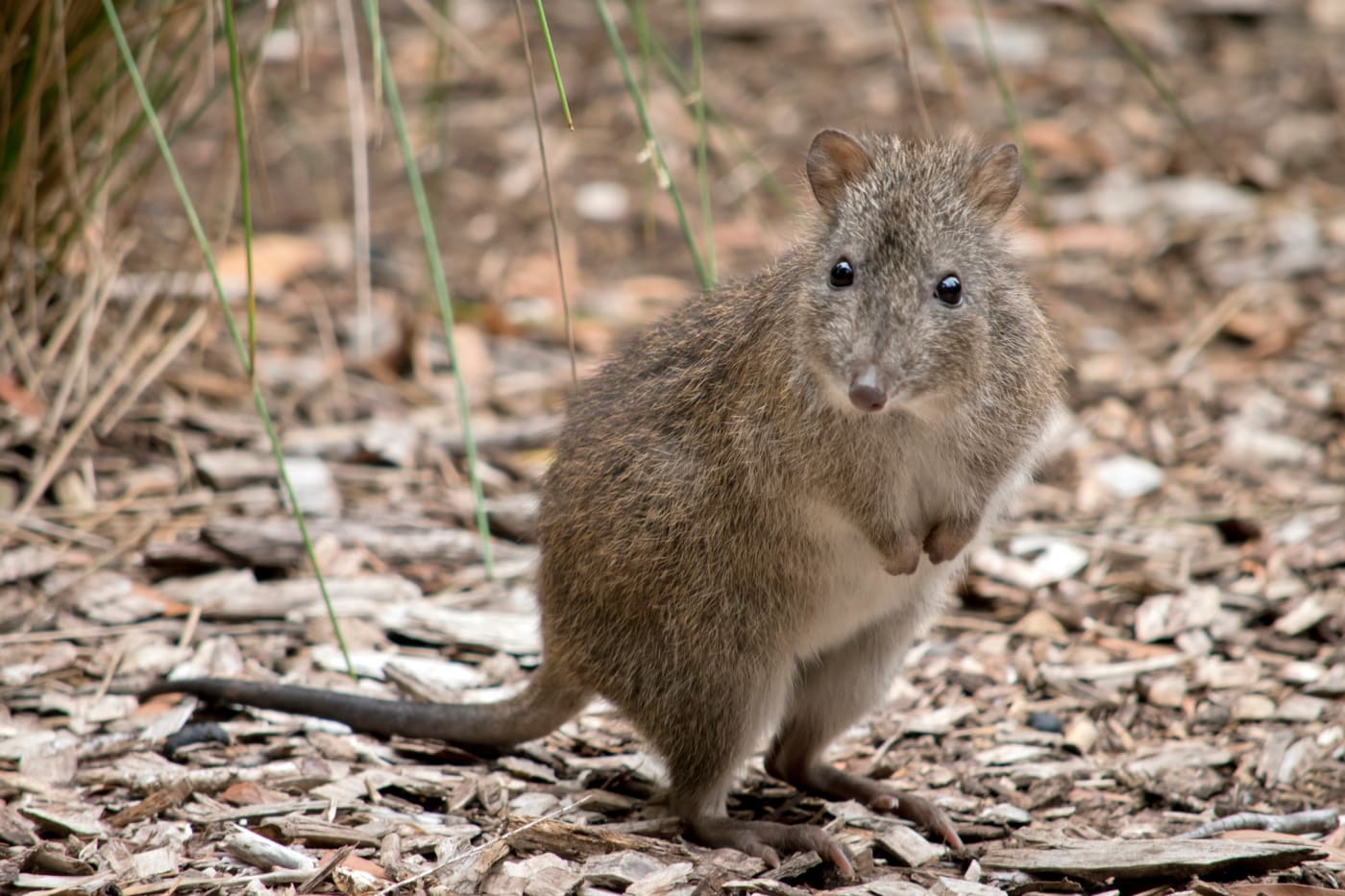 A list of small, brown and bouncy Australian animals - WWF-Australia ...