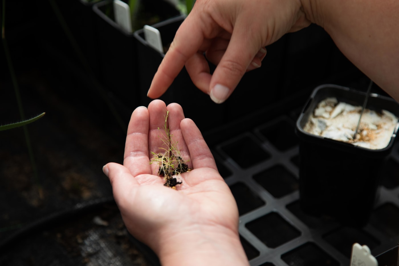 Protecting Australia's wildflowers through seedbanking | Protecting ... Protecting Australia's wildflowers through seedbanking | Protecting ...