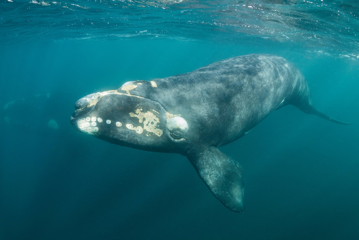 Southern right whale - WWF-Australia | Southern right whale | WWF Australia