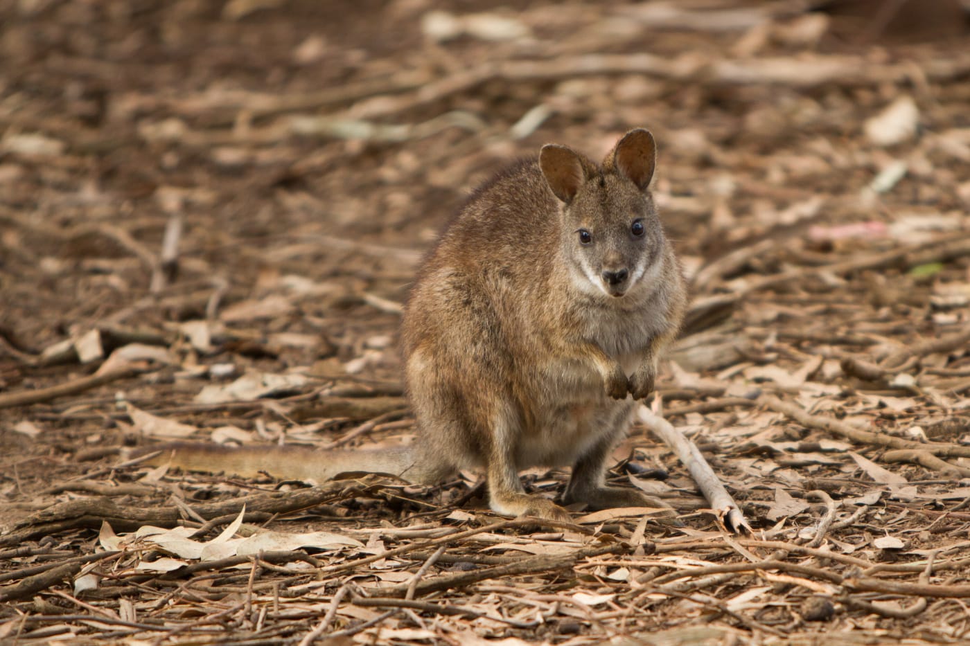A list of small, brown and bouncy Australian animals - WWF-Australia ...