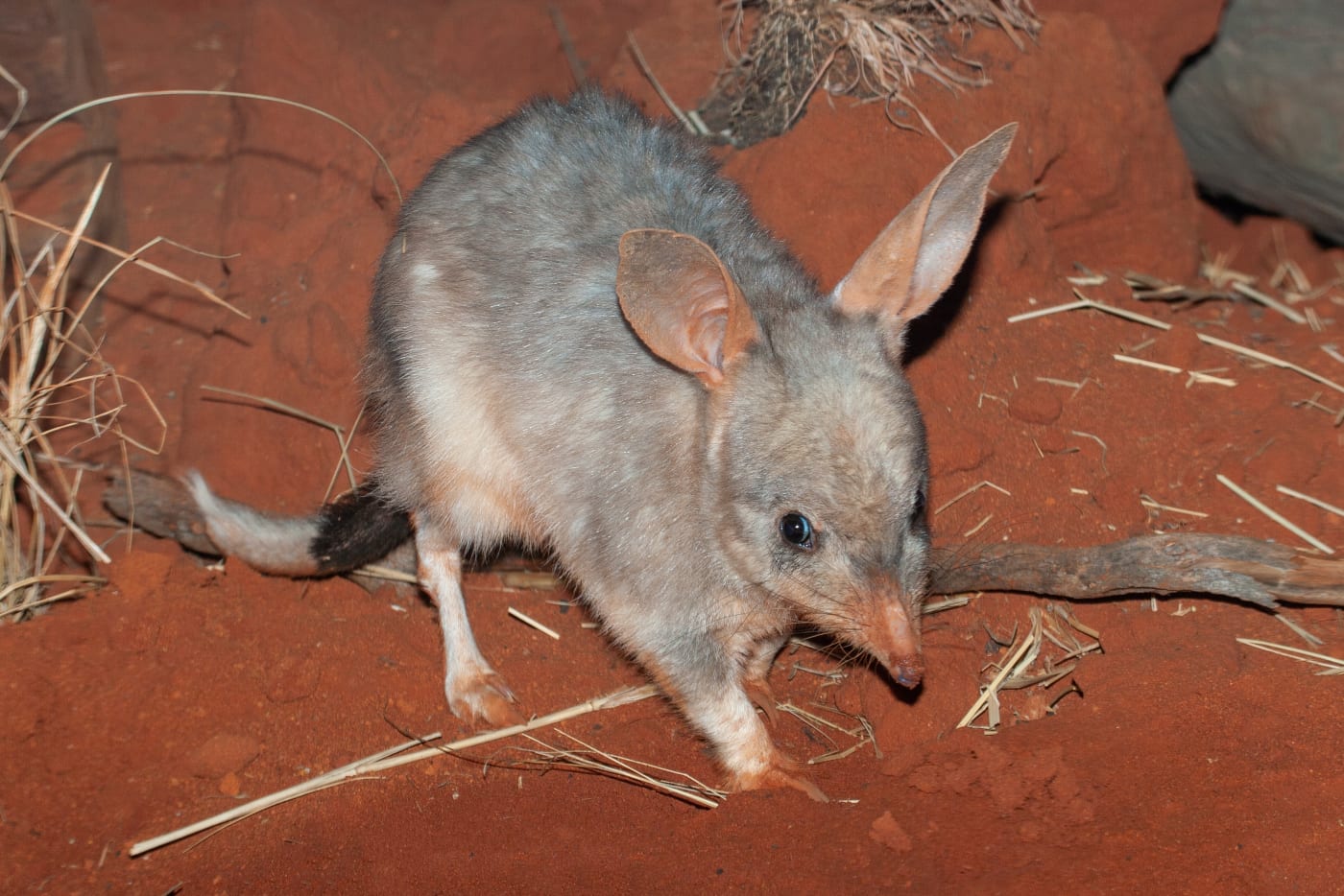 A list of small, brown and bouncy Australian animals - WWF-Australia ...