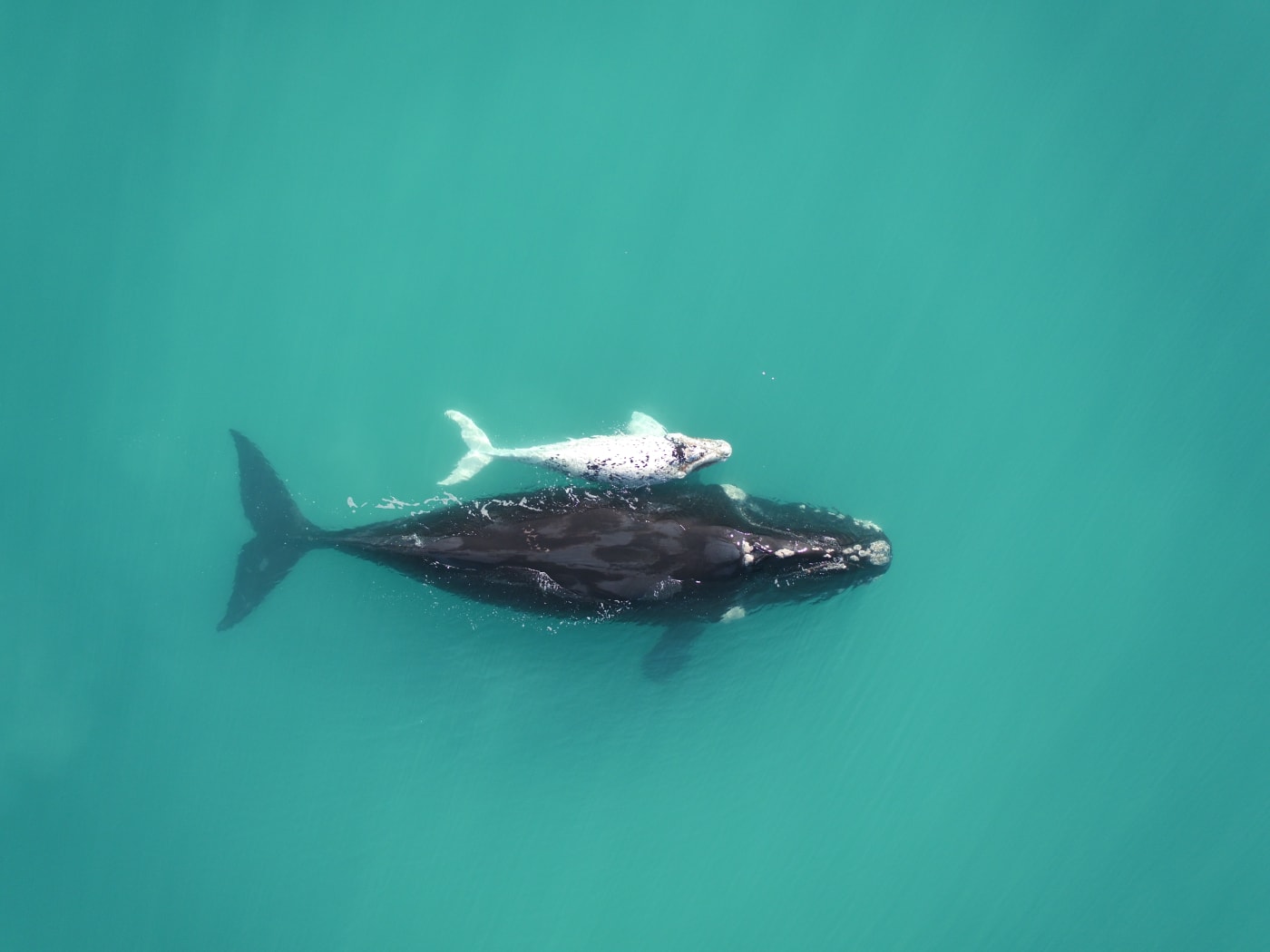 Southern right whale - WWF-Australia | Southern right whale | WWF Australia