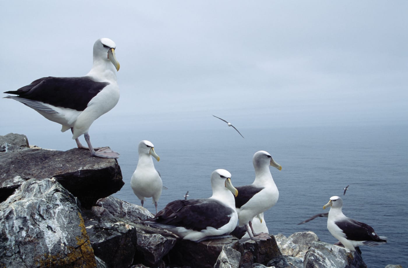 Shy albatross | WWF Australia