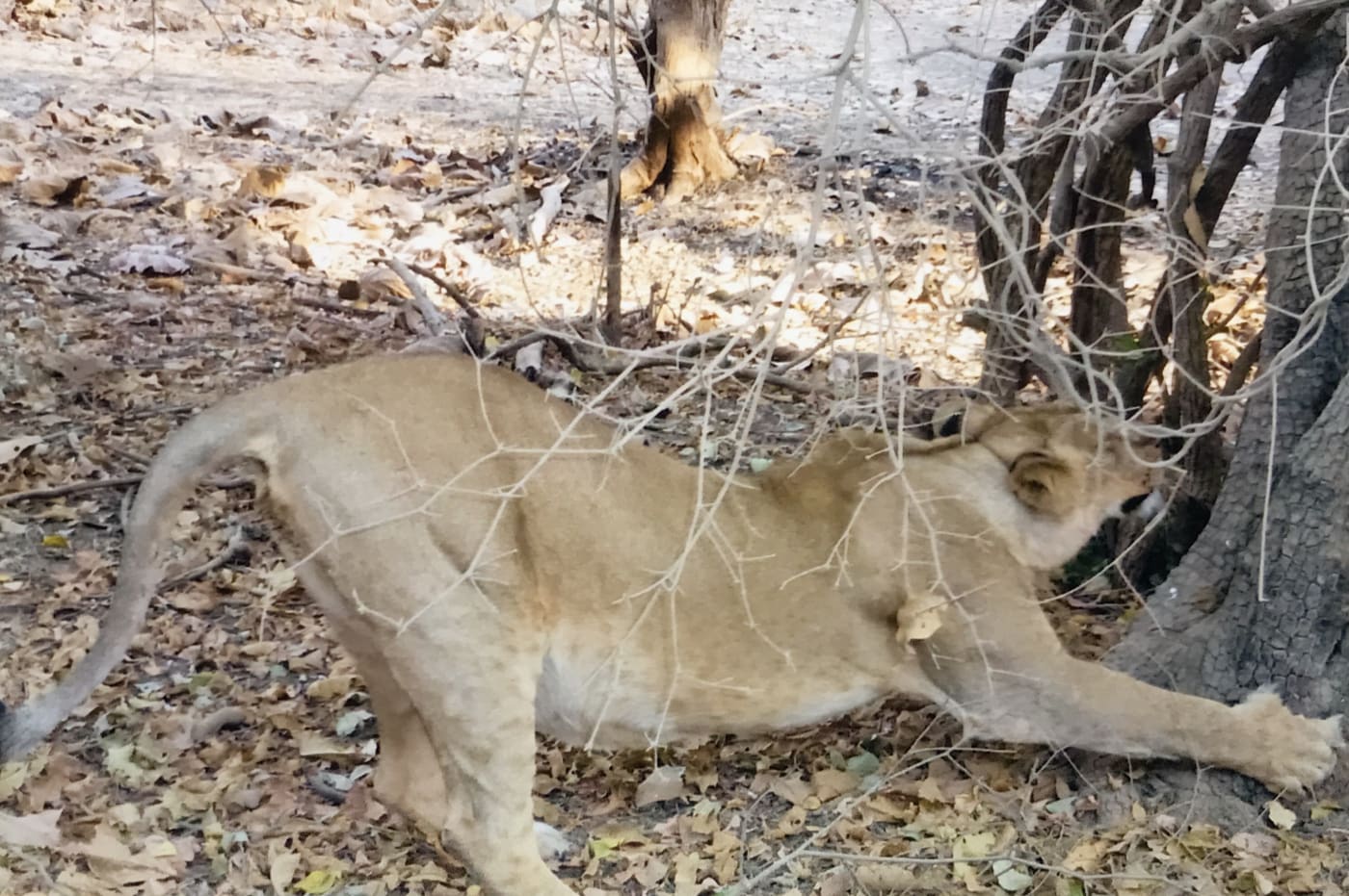 The last Asian lions | WWF-Australia | The last Asian lions | WWF Australia