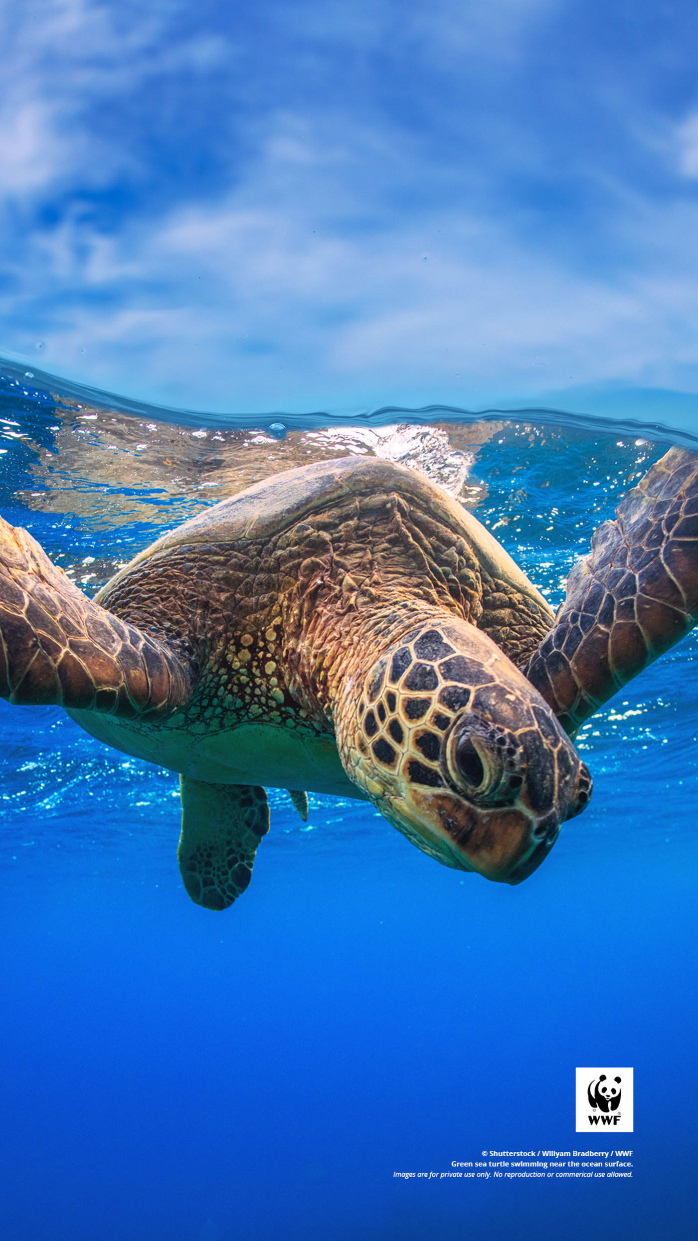 Free nature wallpapers | WWF Australia