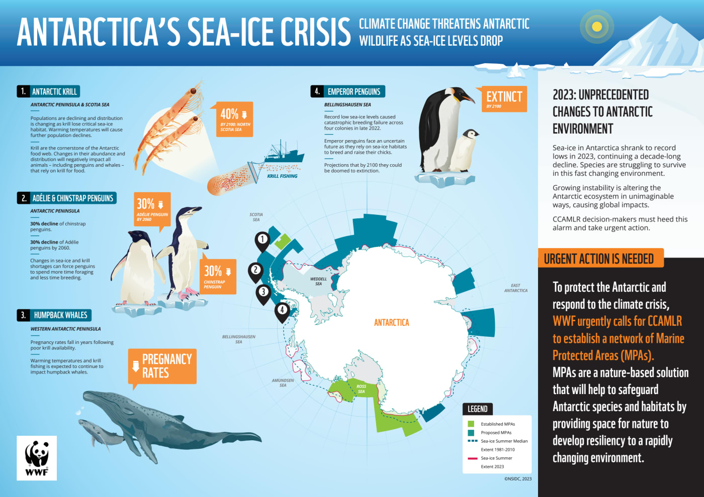 Krill - WWF-Australia | Krill | WWF Australia